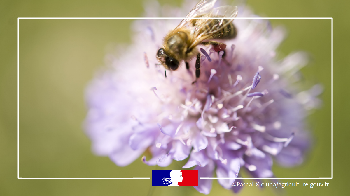 Recenser les actions de conservation et de sensibilisation des ...