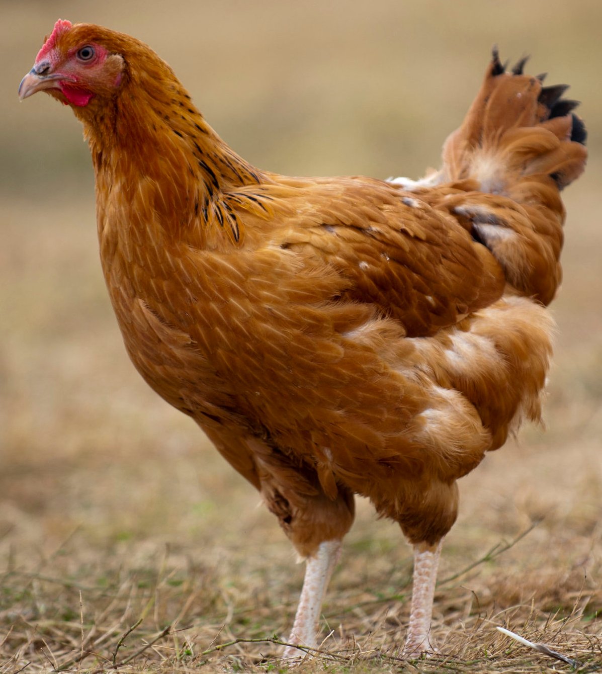 La volaille de chair | DRAAF Bretagne