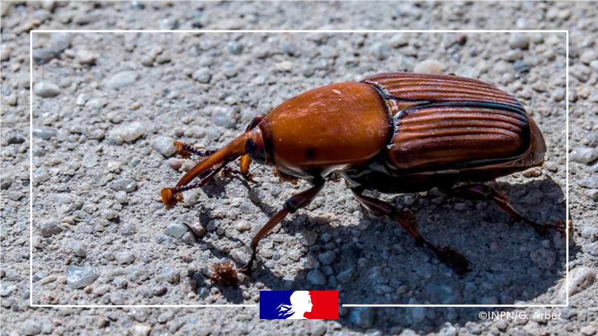 Le charançon rouge du palmier : un organisme réglementé non de ...