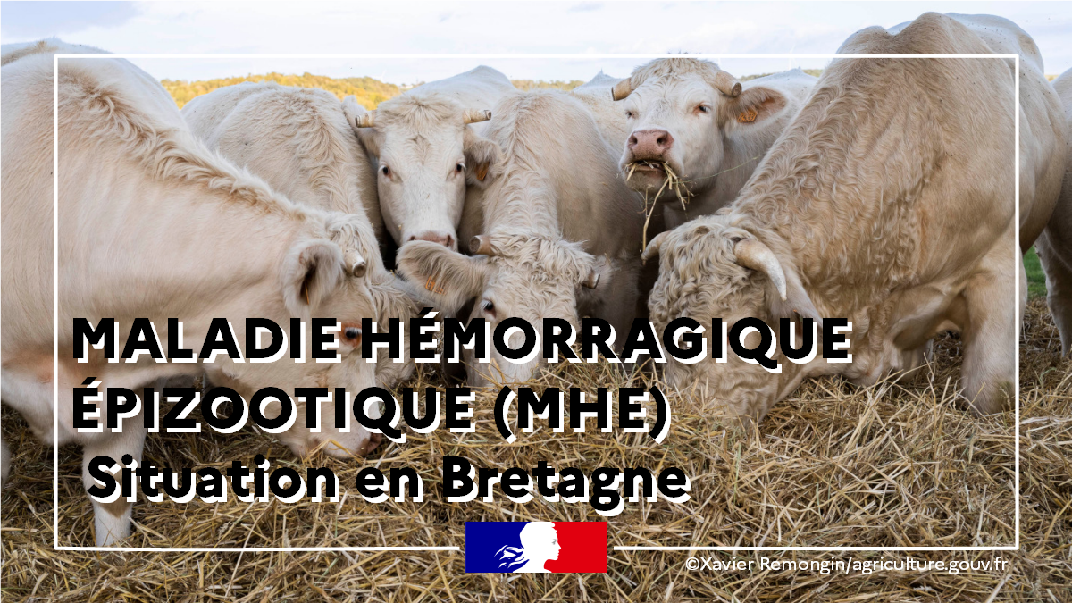 Premier foyer de MHE détecté sur des bovins dans le Morbihan | DRAAF ...